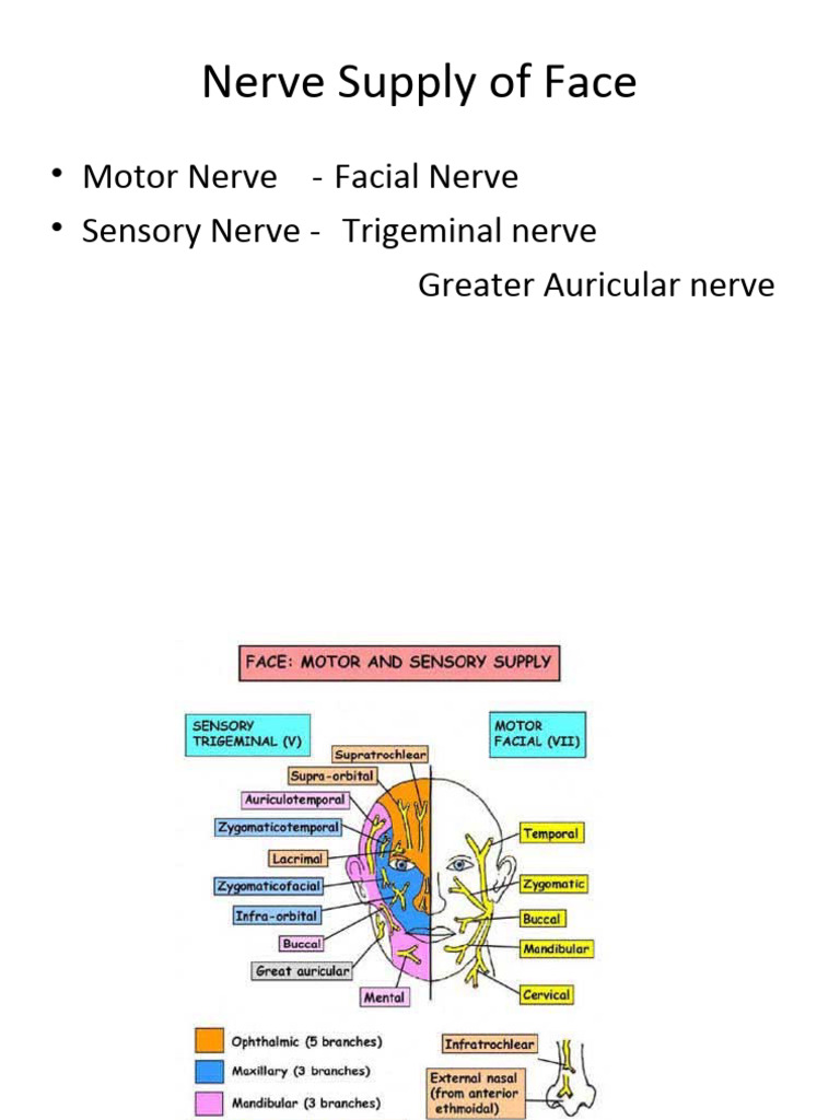 Nerve Supply of Face: - Motor Nerve - Facial Nerve - Sensory Nerve ...