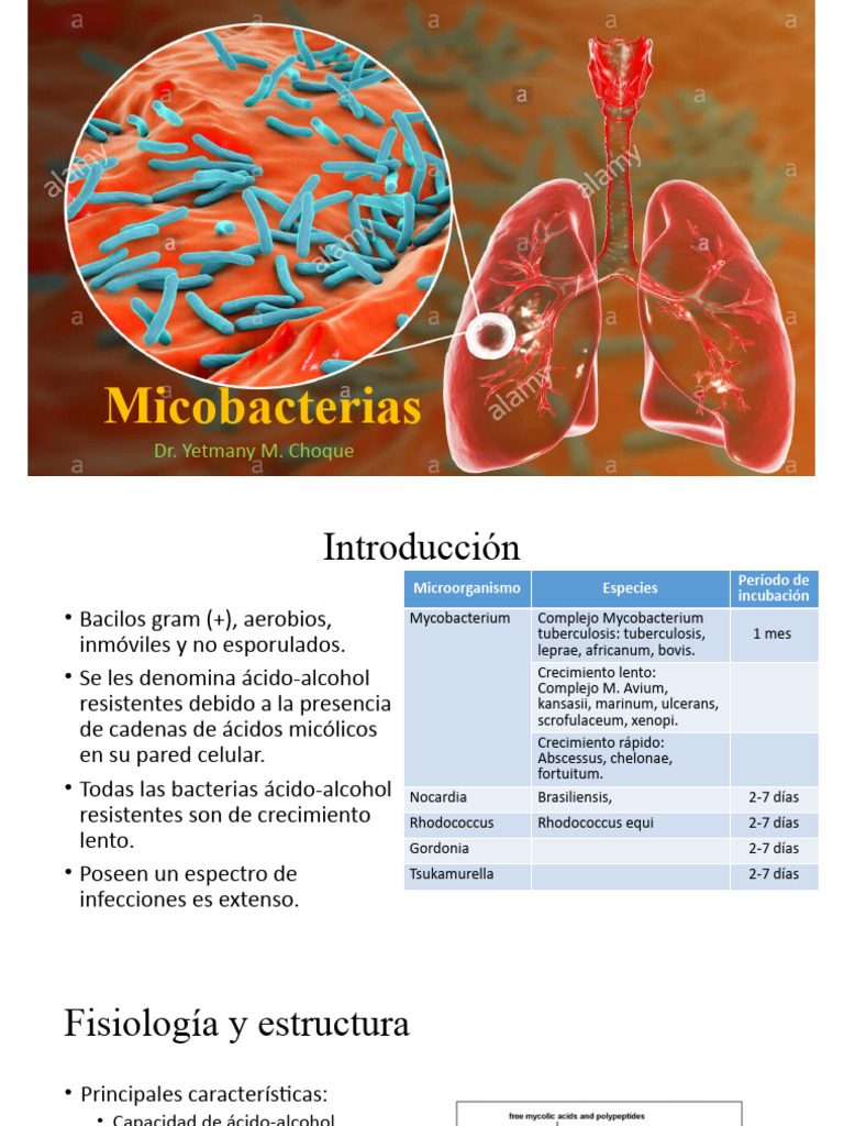 Mico Bacterias | PDF | Mycobacterium | Tuberculosis