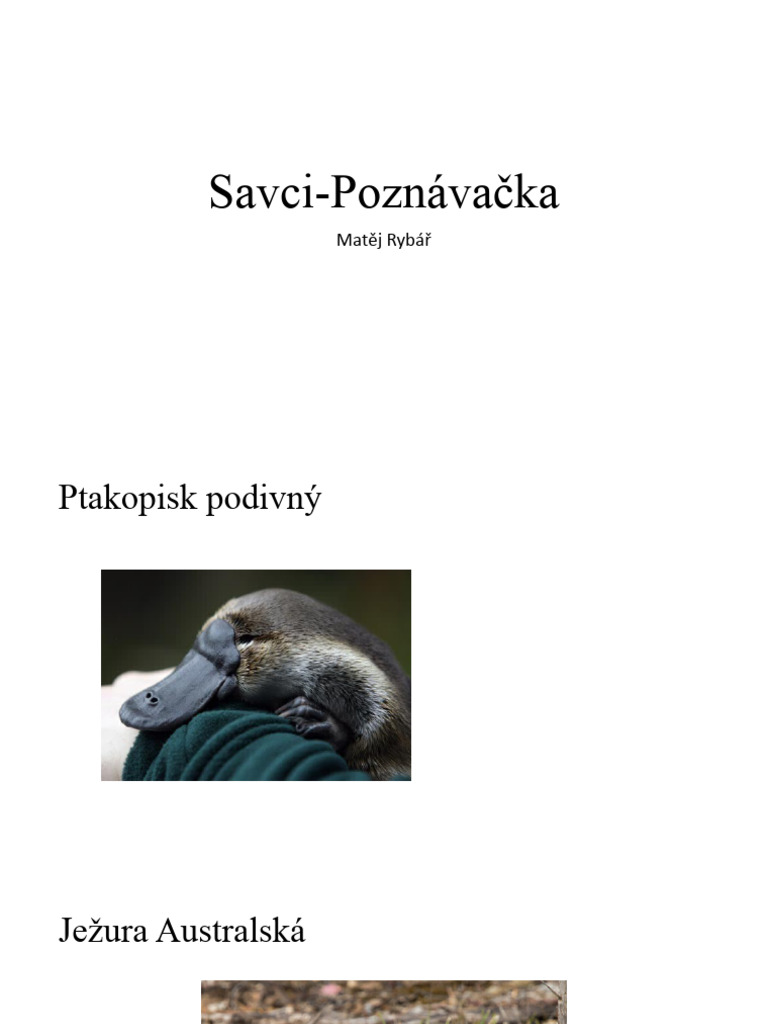 Savci 2 | PDF