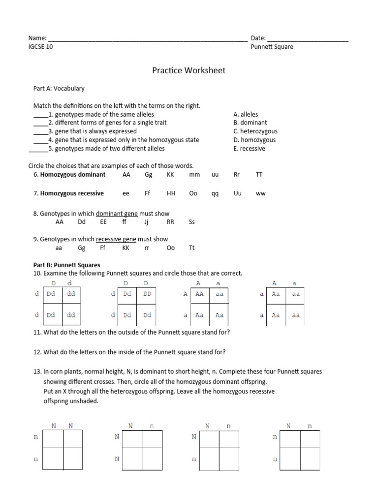 Punnett Square 1 | PDF | Genotype | Dominance (Genetics)
