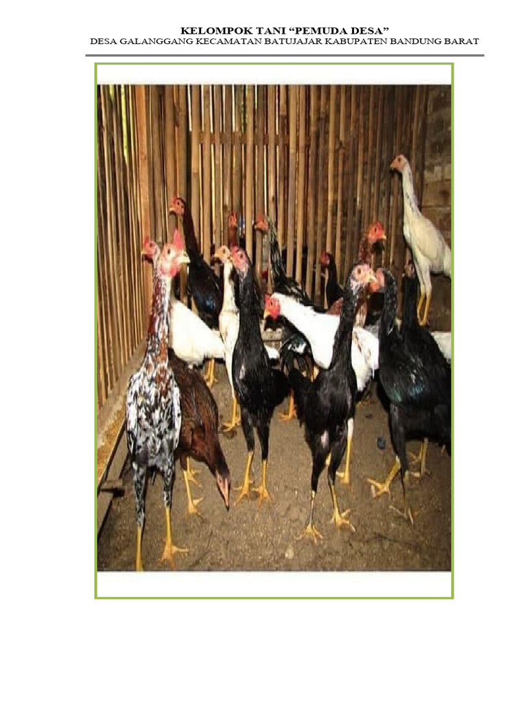 Proposal Ternak Ayam | PDF