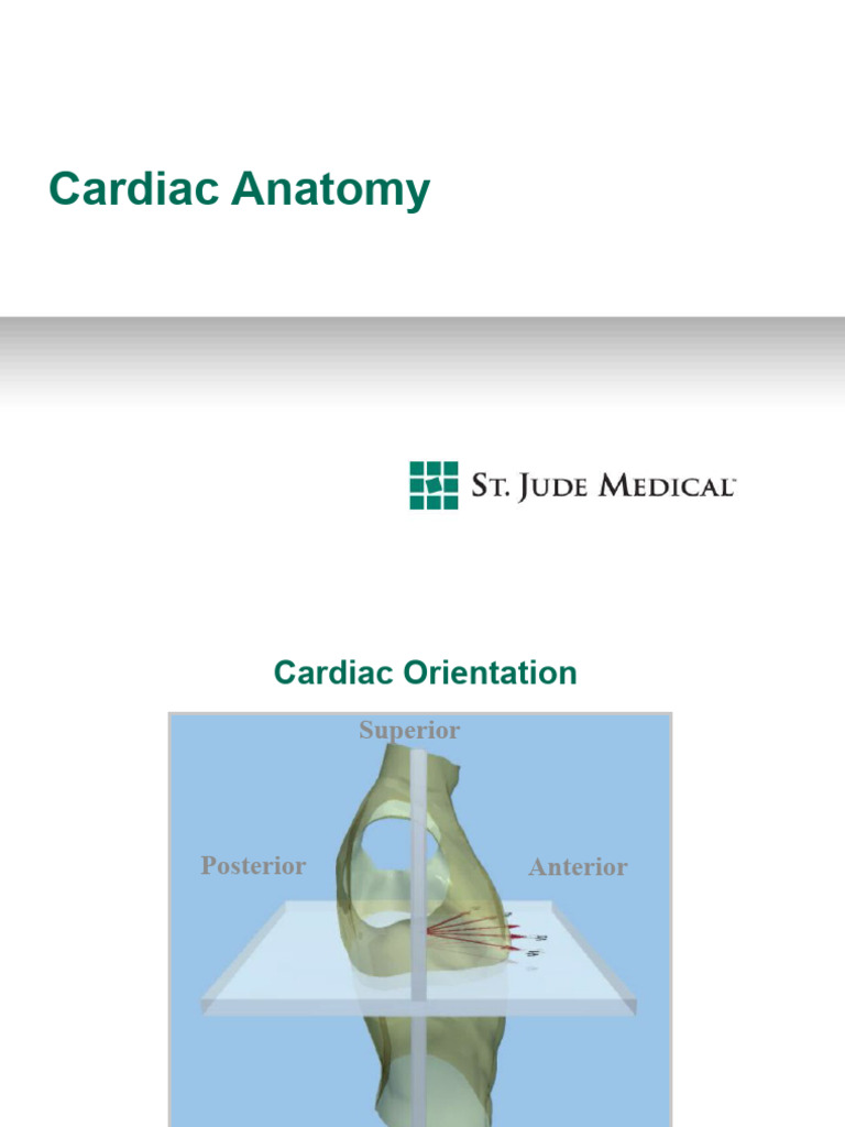 Cardiac Anatomy | PDF | Heart | Coronary Circulation