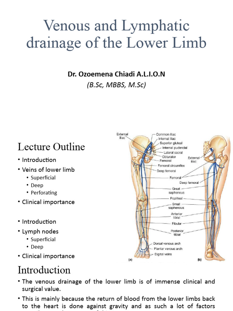 Venous and Lymphatic Drainage of The Lower Limb | PDF | Vein | Human Leg