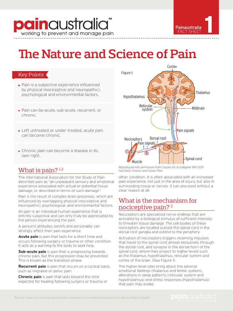 Understanding Pain PA | PDF | Pain | Central Nervous System