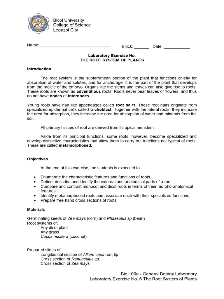 Activity 6 Root Activity - Revised 2 | PDF | Tissue (Biology) | Root