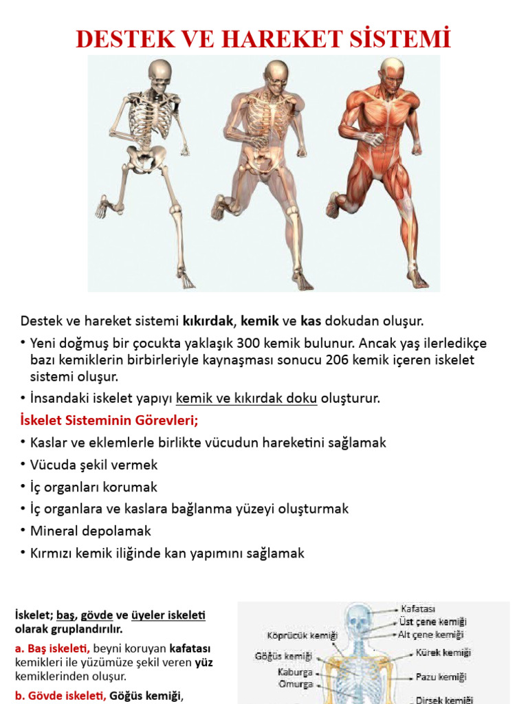 Destek Ve Hareket Sistemi.. | PDF
