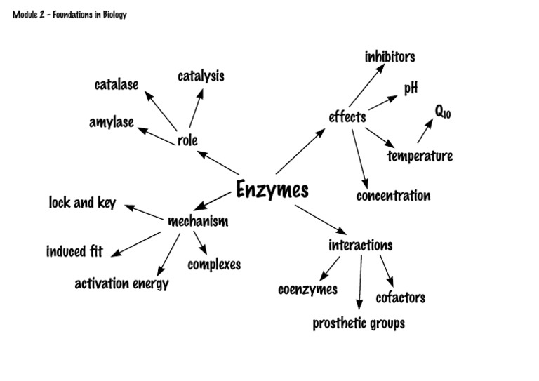 Mindmap 2 Enzymes | PDF | Science & Mathematics