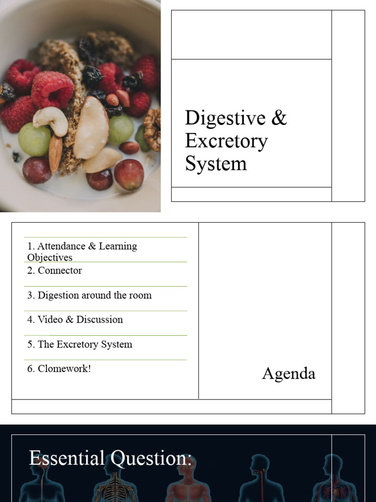 Digestive and Excretory System | PDF | Small Intestine | Human ...