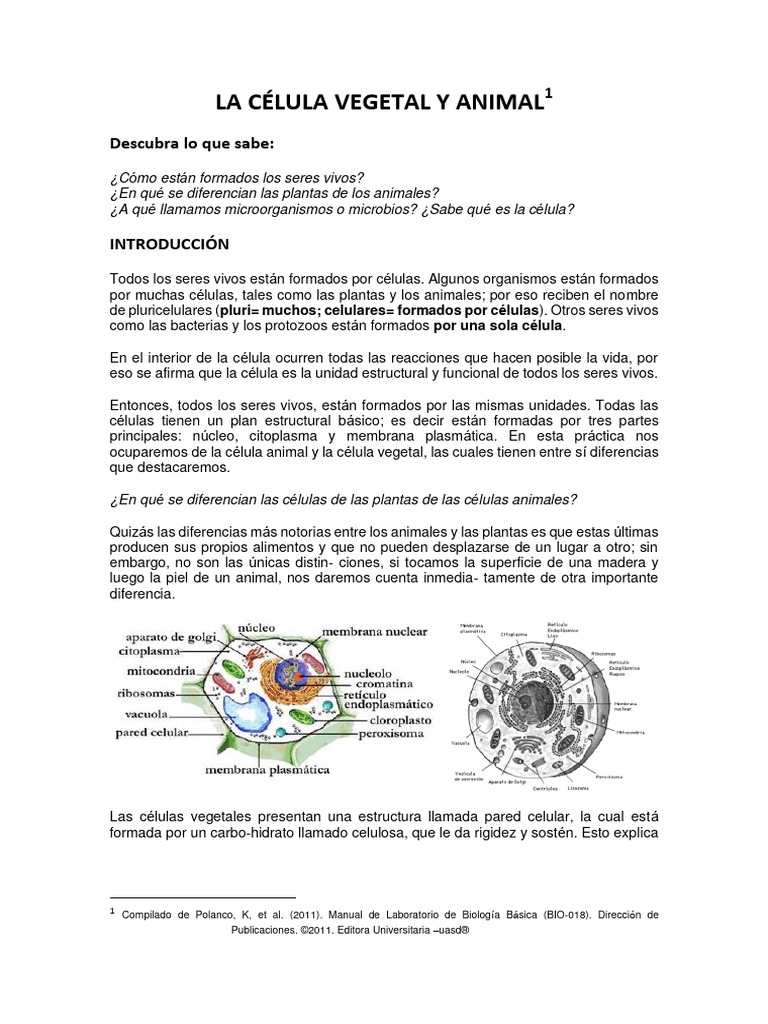 La Célula Vegetal y Animal | PDF | Biología Celular) | Plantas