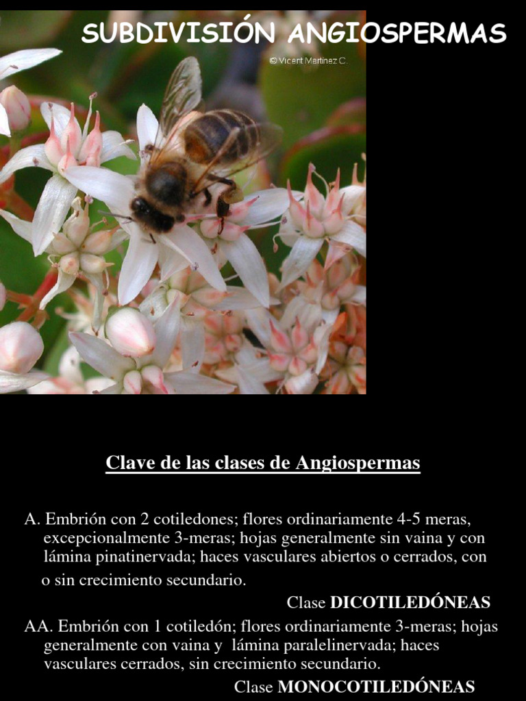 Dicotiledóneas Sepaloideanos | PDF | Roble | Botánica