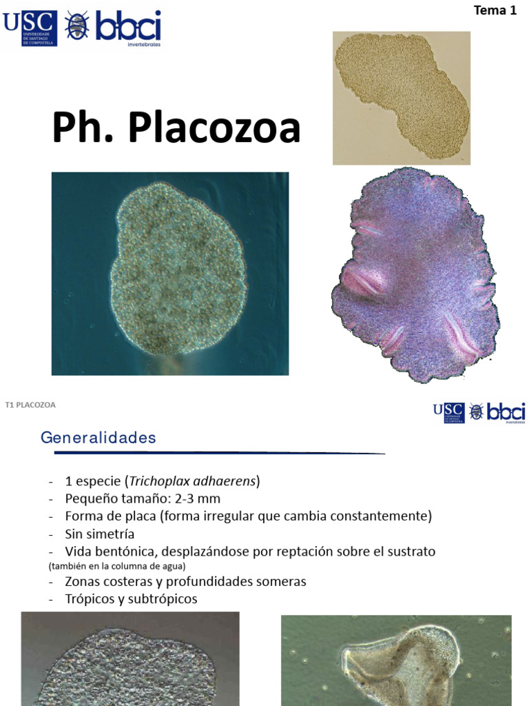Características del Phylum Placozoa | PDF | Reproducción | Epitelio