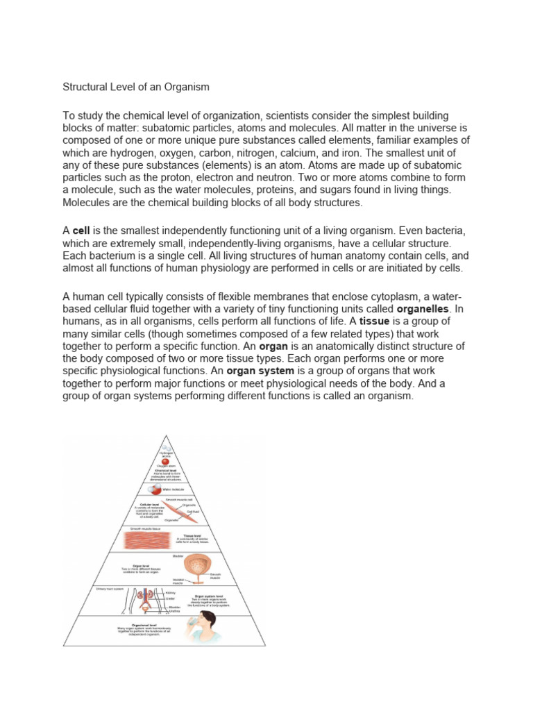 Structural Level of An Organism | PDF