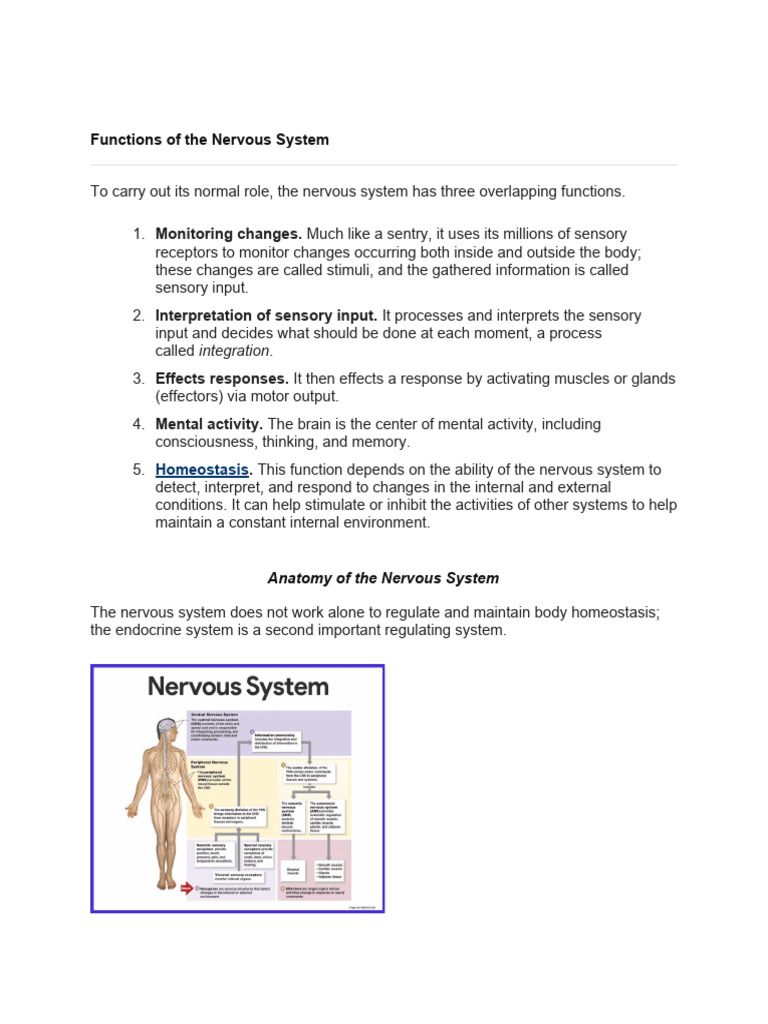 Nervous System | PDF | Action Potential | Neuron