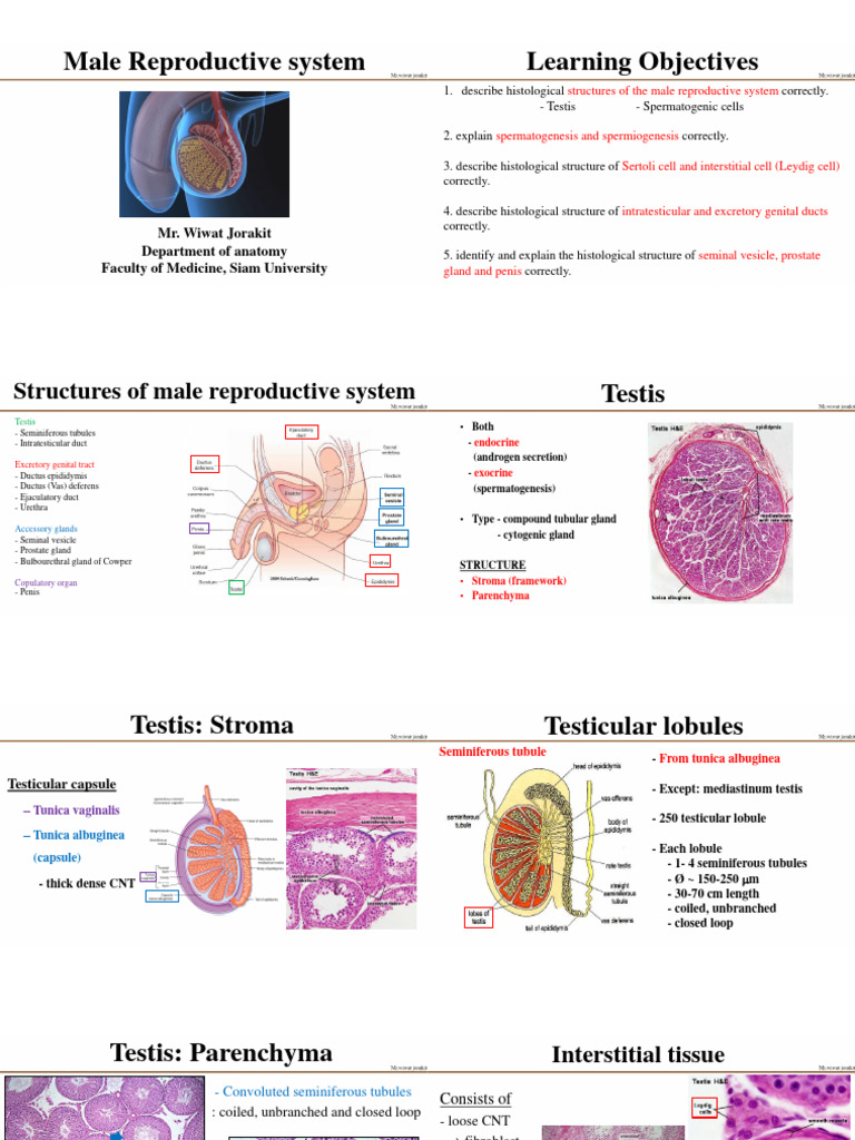 Histology Male Reproductive 2023 Download Free Pdf Testicle Prostate