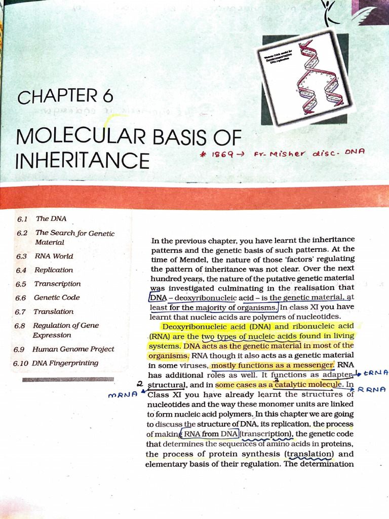 Molecular Basis of Inheritance NCERT PDF | PDF