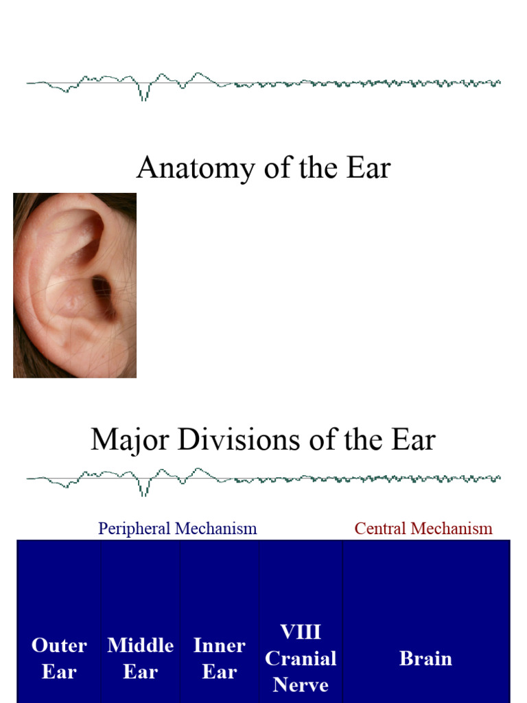 Anatomy of Ear | PDF | Ear | Hearing