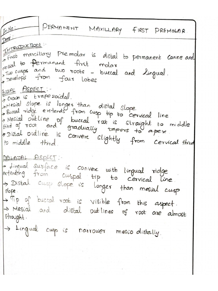 Tooth Morphology Pdf