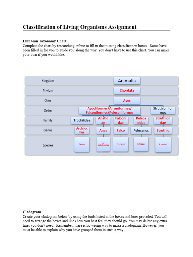06 01 Classification Assignment Template | PDF | Birds | Beak