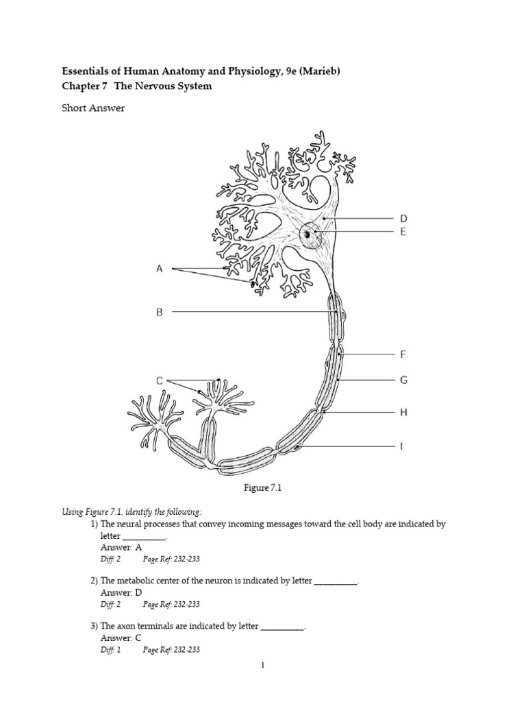ch07 - The Nervous System | PDF | Chemical Synapse | Action Potential