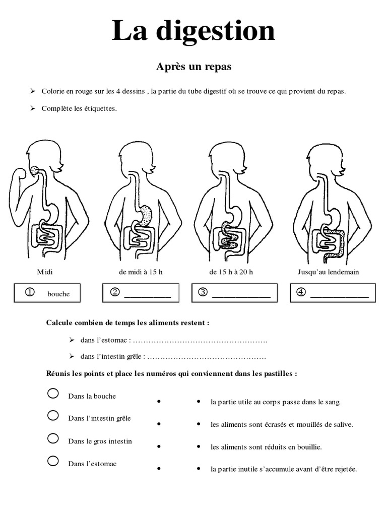 Fiche Élève Annexe La Digestion | PDF