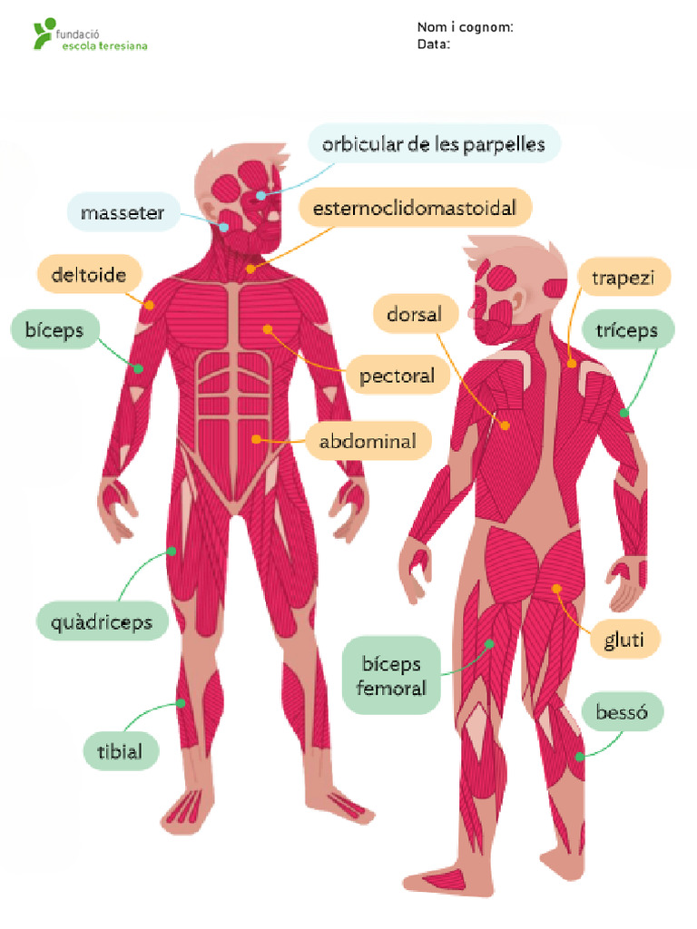 Músculs I Ossos | PDF