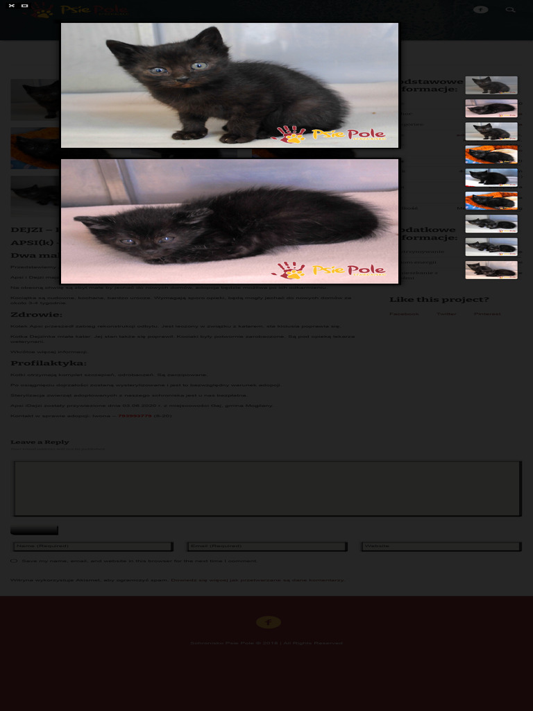 MALEŃKIE KOTKI APSI I DEJZI - Schronisko Psie Pole Dwa maleńkie czarne koteczki | PDF