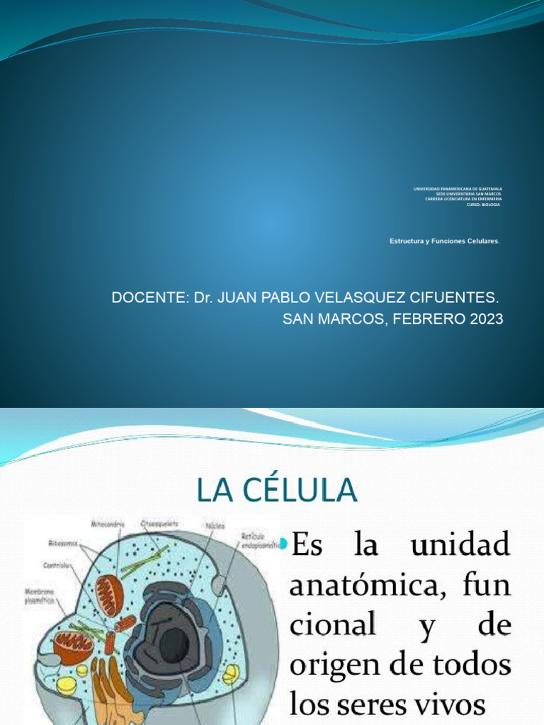 Estructura y Funciones Celulares | PDF | Citoplasma | Biología Celular)
