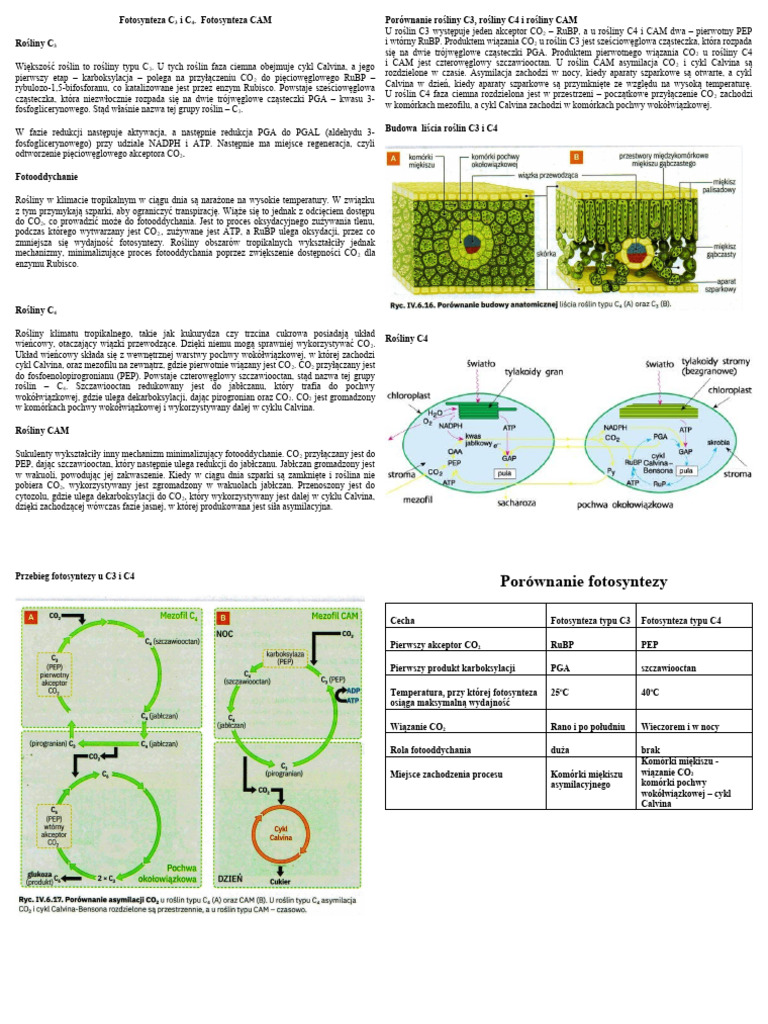 Fotosynteza C3, C4 I CAM | PDF