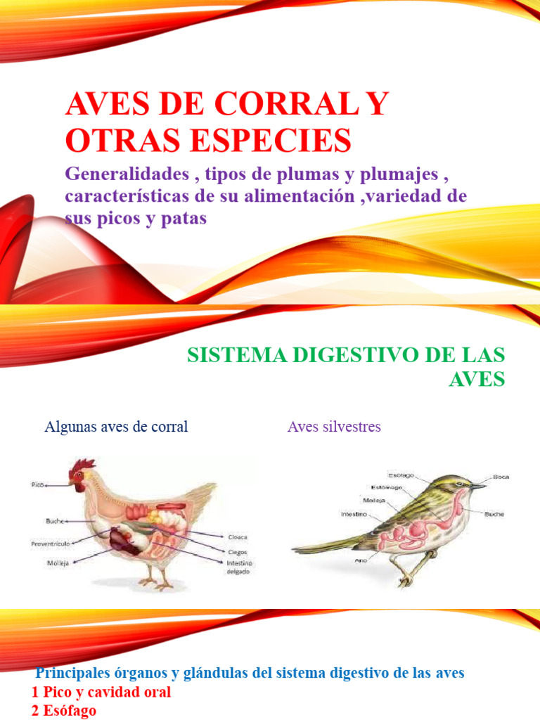 Aves de Corral y Otras Especies | PDF | Sistema digestivo humano | Aves