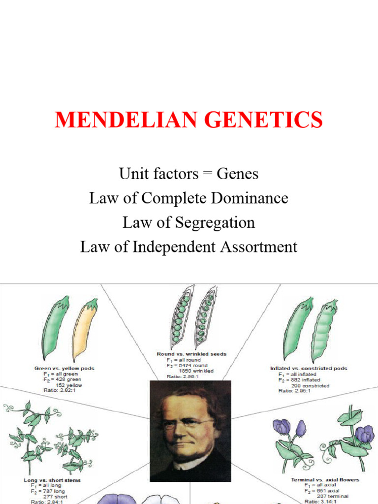 Mendelian Genetics | PDF | Dominance (Genetics) | Genotype
