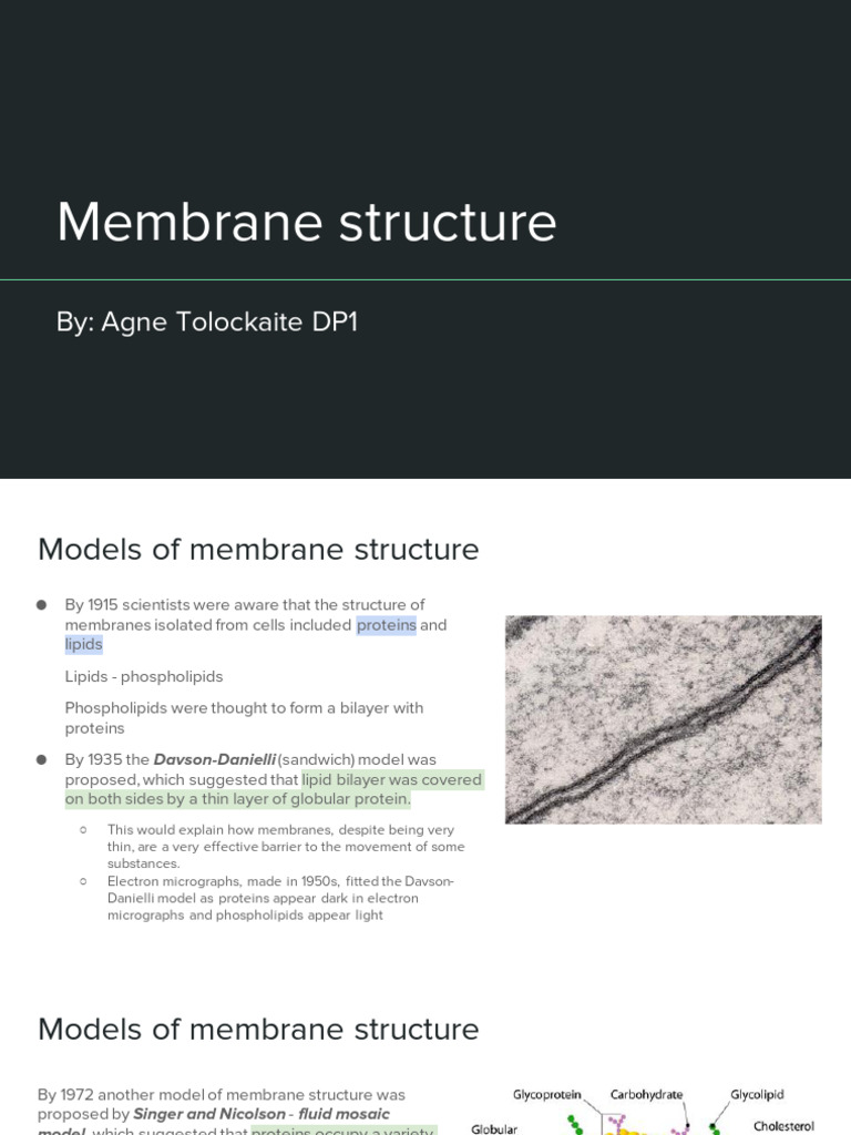 Membrane Structure | PDF | Cell Membrane | Lipid Bilayer