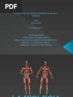 Función y Anatomía del Músculo Mentoniano | PDF | Cara | Anatomía humana