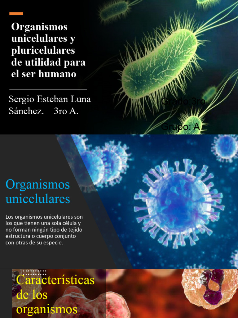Organismos unicelulares y pluricelulares | PDF | Organismos | Biología ...