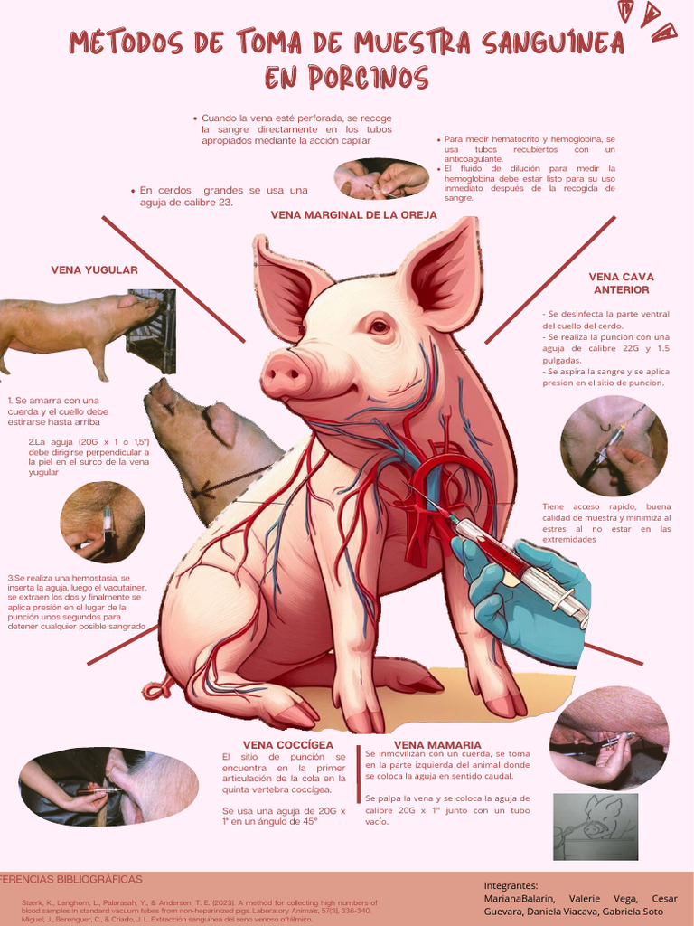Toma de Muestra de Sangre en Cerdos | PDF | Sangre | Vena Toma de Muestra de Sangre en Cerdos | PDF | Sangre | Vena