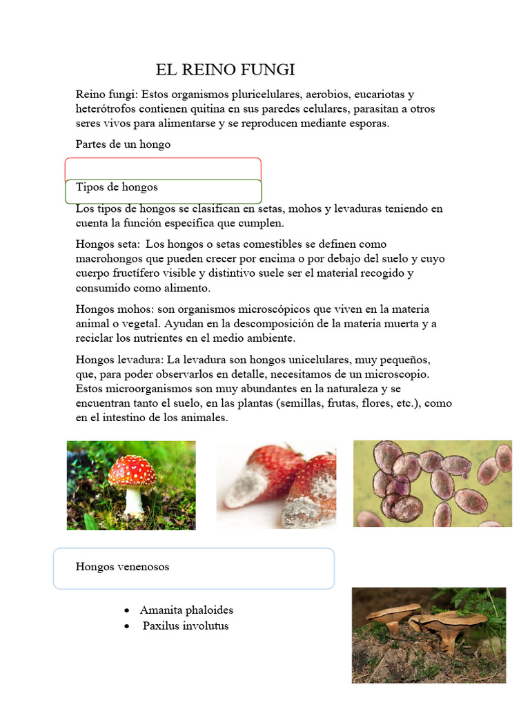 El Reino Fungi | PDF