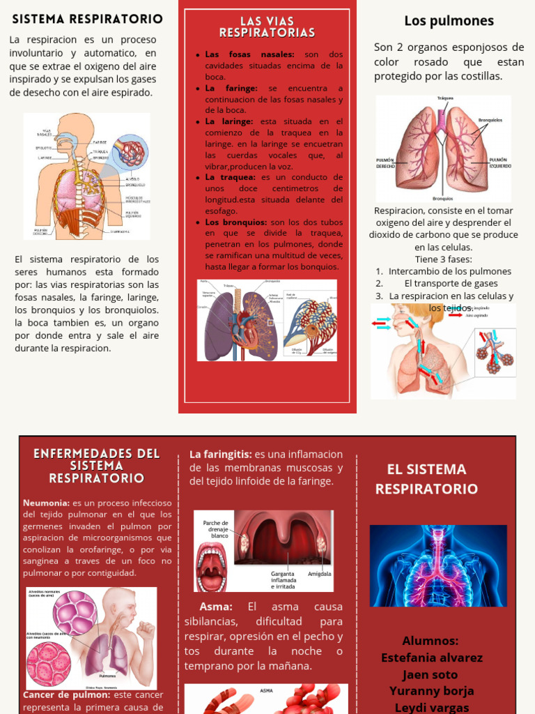 Plegable | PDF | Pulmón | Respiración