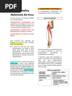 Anatomia da Região Poplítea | PDF | Joelho | Anatomia humana