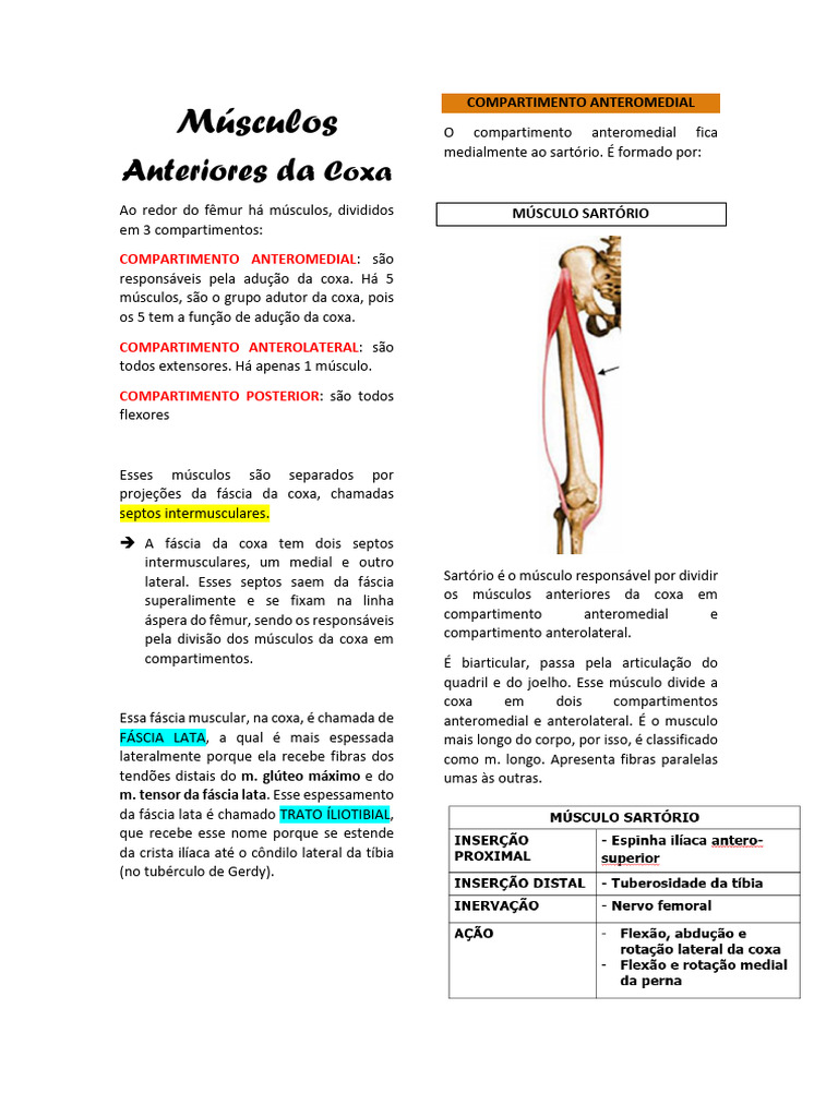 Músculos Da Coxa | PDF | Sistema Locomotor | Anatomia humana