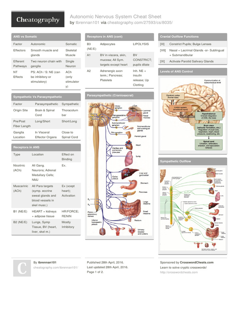 Tbrennan101 Autonomic Nervous System | PDF | Autonomic Nervous System ...