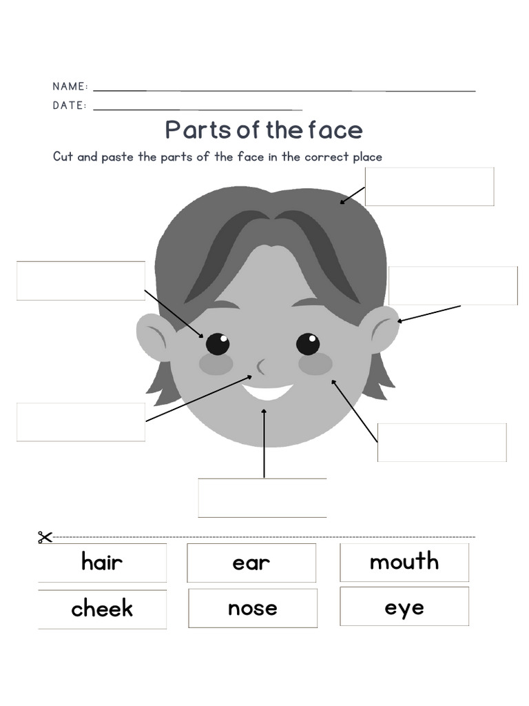 Parts of The Face Worksheet | PDF