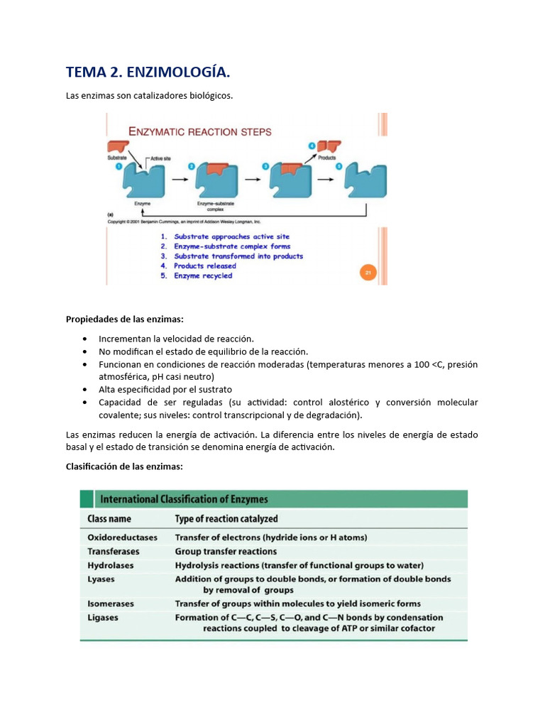 Tema 2. Enzimología | PDF | Enzima | Cinética química
