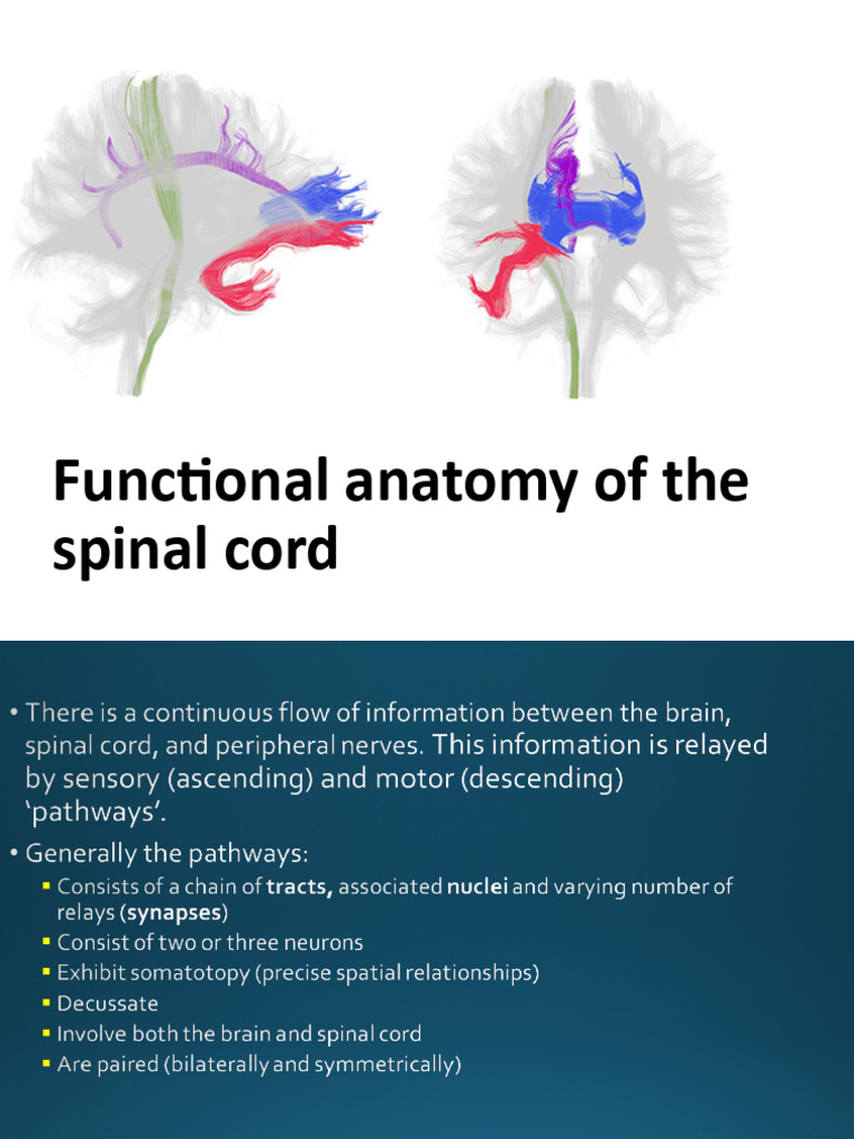 21-Spinal Cord Tracts I | PDF | Science & Mathematics