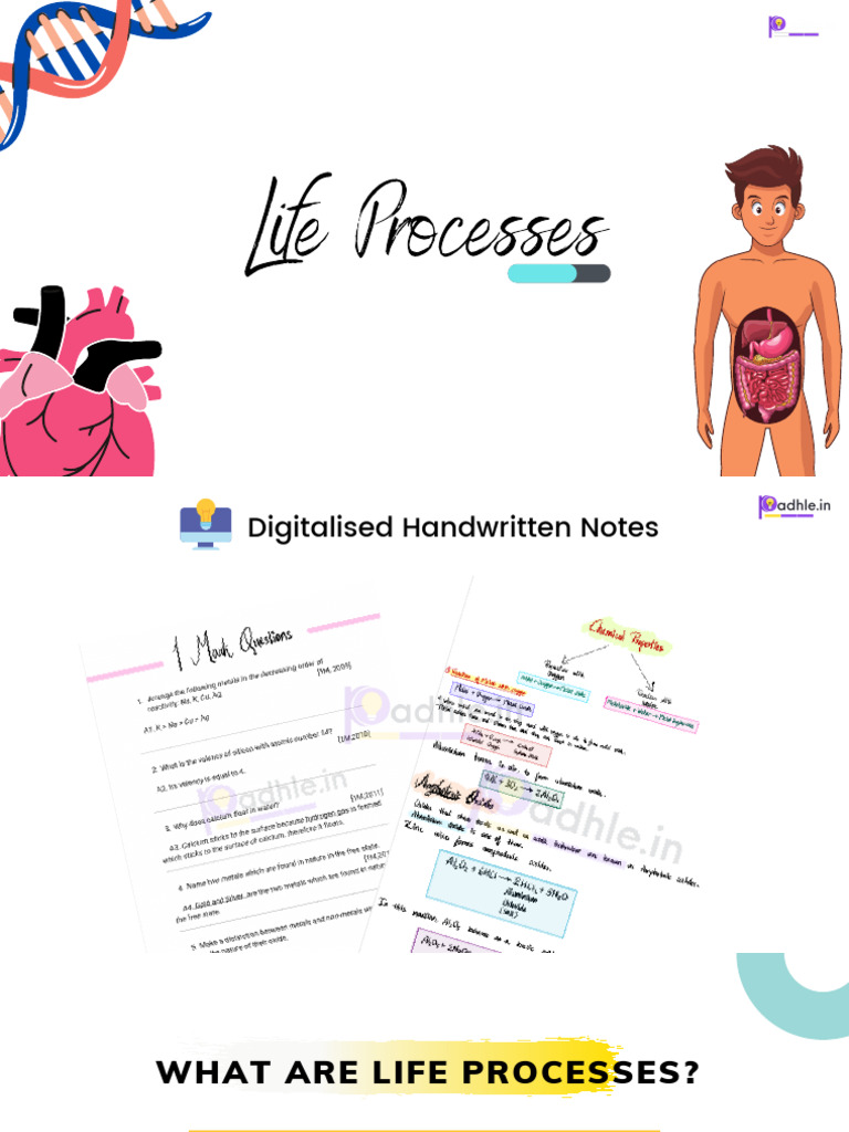 Padhle 10th - Life Processes | PDF | Blood | Digestion