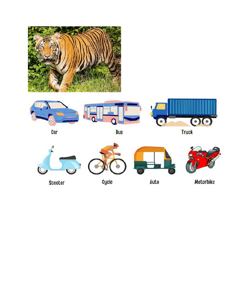 Transport Animal | PDF