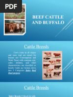 Official List of Breed Codes For Bovine: Beef Breeds | PDF | Livestock | Mammal Breeds