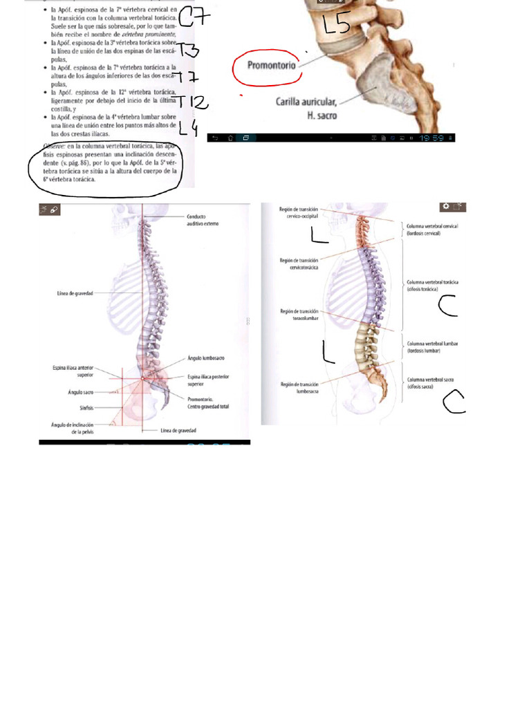 Columna | PDF
