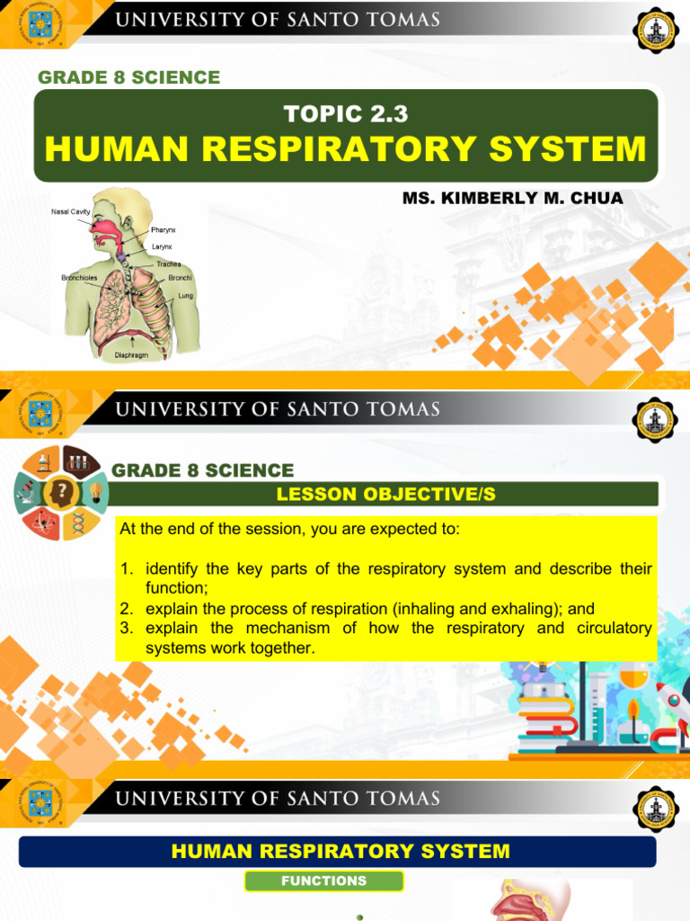 Topic 2.3 - Human Respiratory System | PDF | Respiratory Tract ...