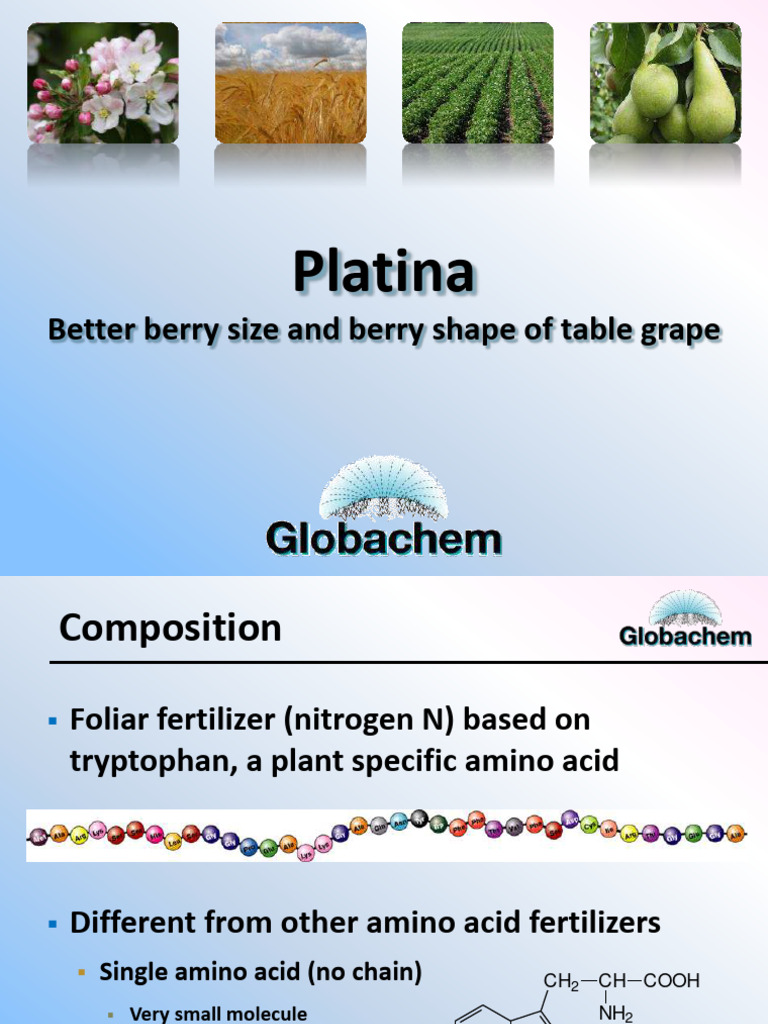 Enhance Table Grape Size with Platina | PDF | Grape | Fruit