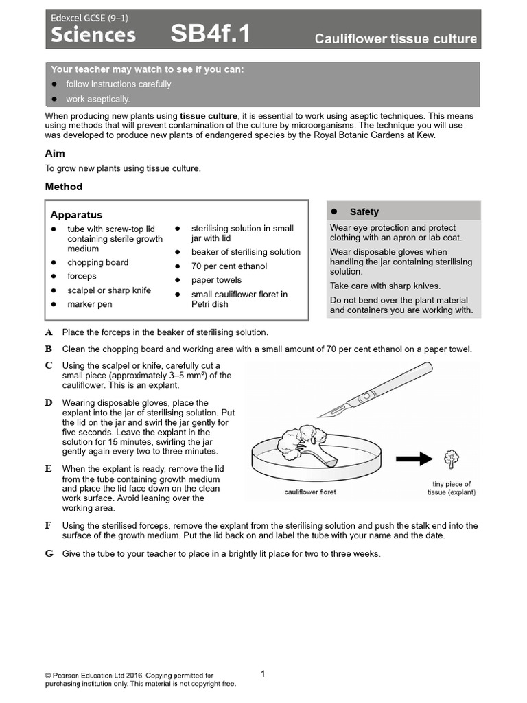 SB4f Worksheets | PDF | Genetic Engineering | Plant Breeding
