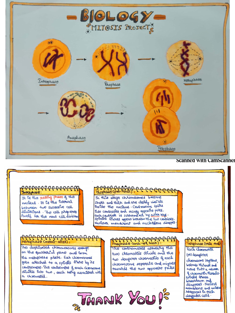 Biology - Mitosis Project | PDF